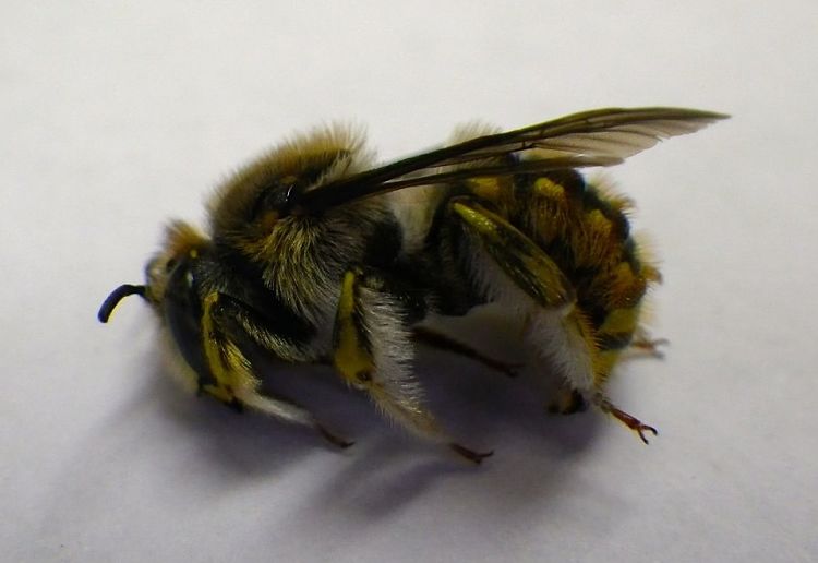 It's a fly, it's a wasp, it's a bee?. . . - Insect Diagnostic Lab