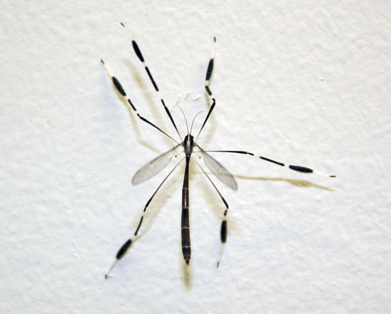 Phantom Crane Fly - Insect Diagnostic Lab