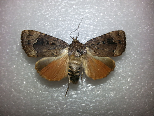 Invasion of the Copper Underwings - Insect Diagnostic Lab