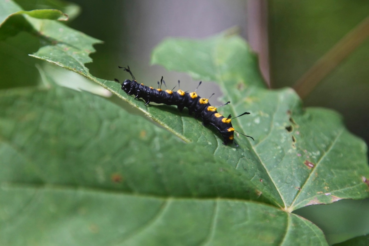 Outdoor Worms Archives - Insect Diagnostic Lab