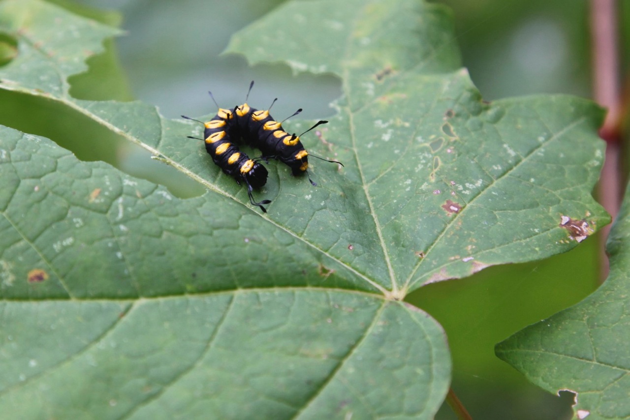 Outdoor Worms Archives - Insect Diagnostic Lab