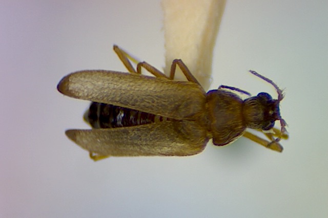 The Oddest Beetle on Campus - Insect Diagnostic Lab