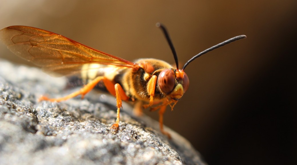 Asian Giant Hornets?—Nope! - Insect Diagnostic Lab