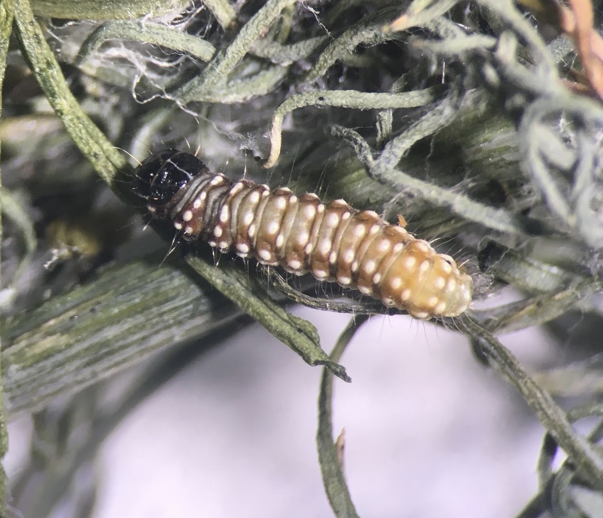 Purple Carrot Seed Moth Appears in Wisconsin - Insect Diagnostic Lab