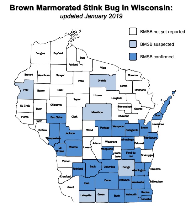 2018 Update: Brown Marmorated Stink Bug in Wisconsin - Insect ...