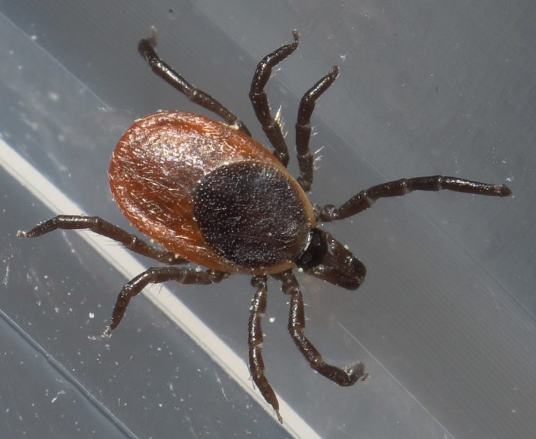 What’s Trending? Ticks and Lyme Disease - Insect Diagnostic Lab