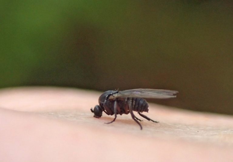 Black Flies: Out for Blood in the Midwest in Wisconsin
