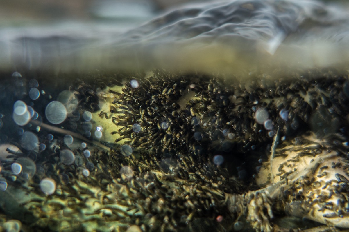 Flies Archives - Insect Diagnostic Lab