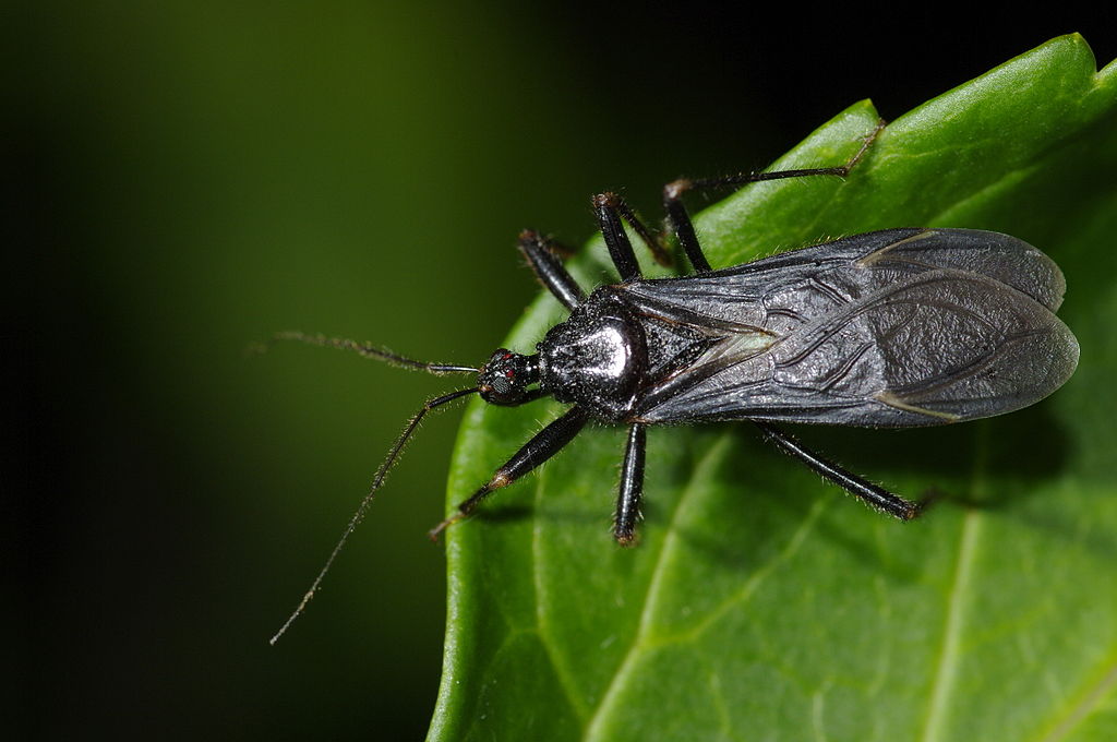Midwest Kissing Bug Look-Alike: Masked Hunter Bugs