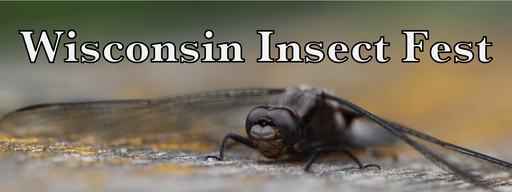 A Celebration of Insects - Insect Diagnostic Lab