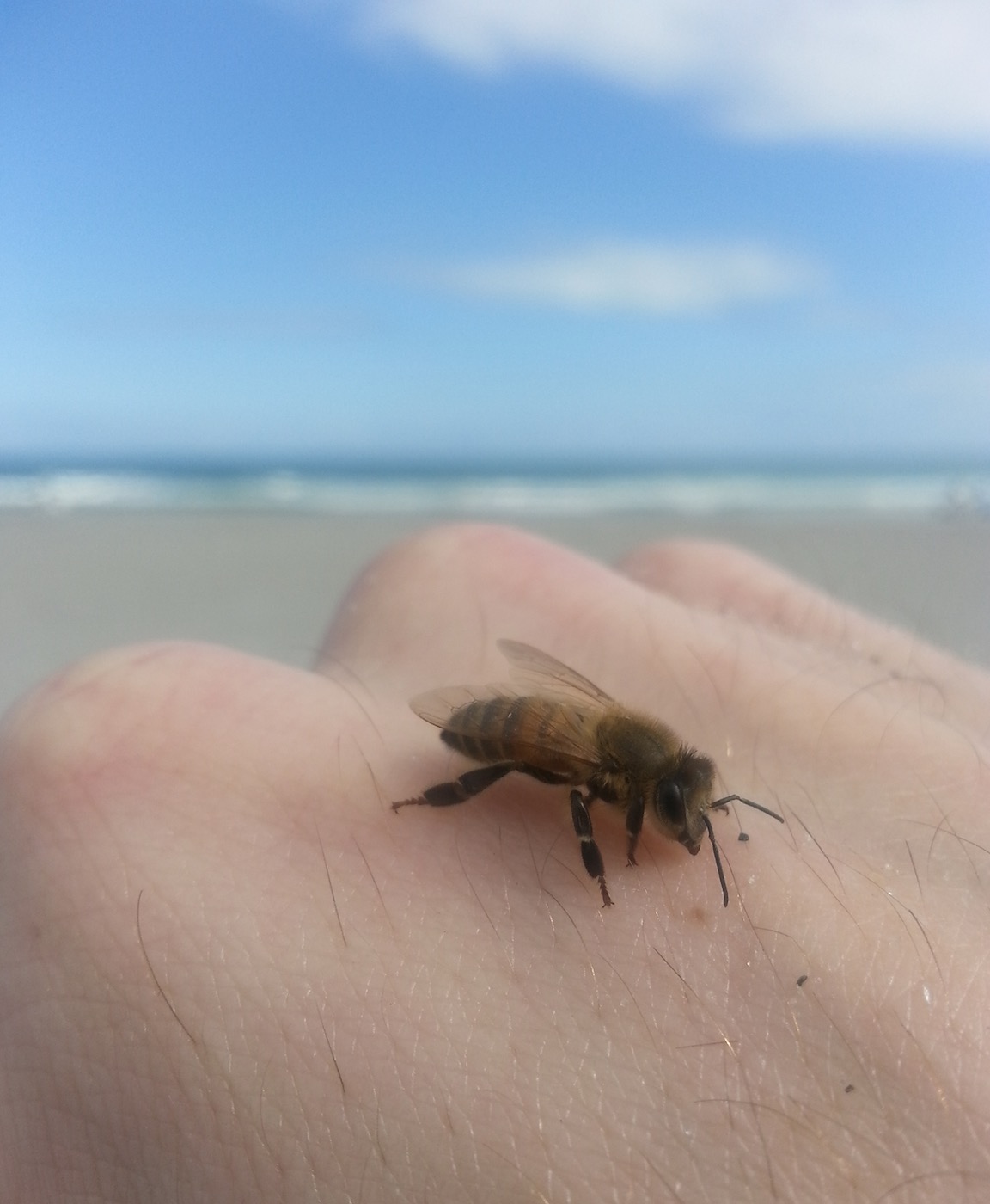 Invasive Species Archives - Insect Diagnostic Lab