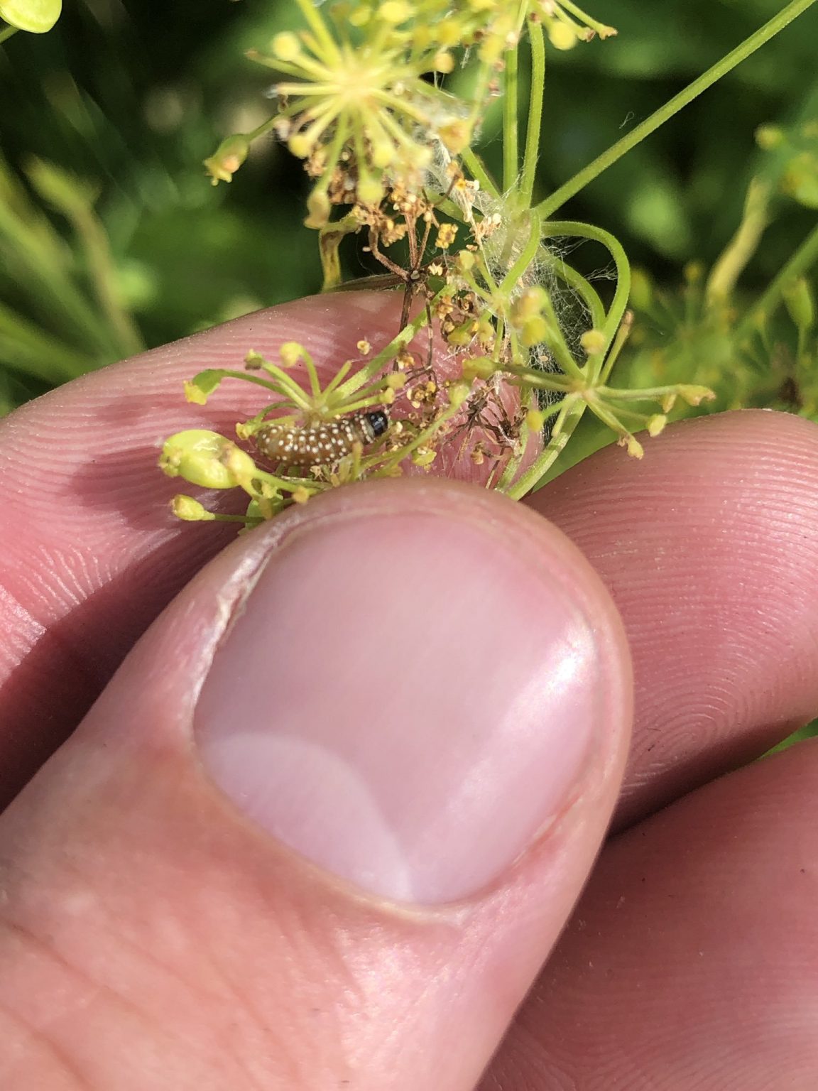 Insects on the Move: Viburnum Leaf Beetle - Insect Diagnostic Lab