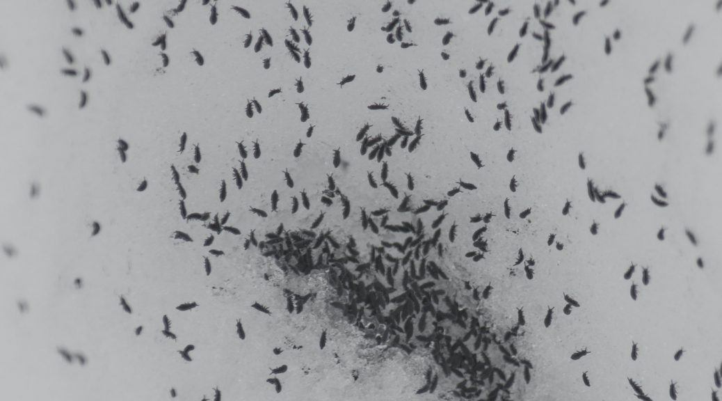Snow Fleas: When a “Flea” isn’t a Flea - Insect Diagnostic Lab