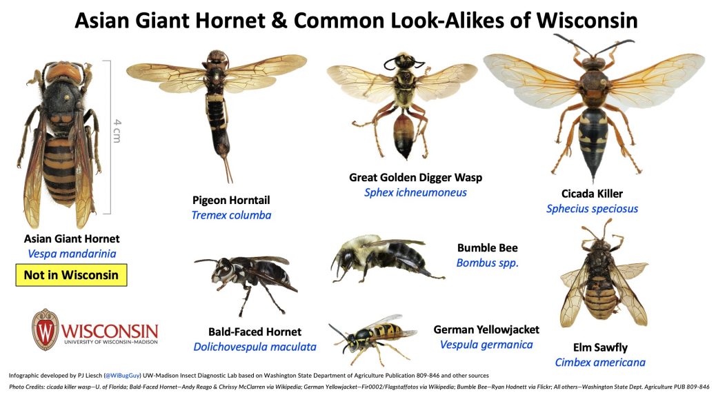 6 Things to Know About The Asian Giant Hornet - Insect Diagnostic Lab
