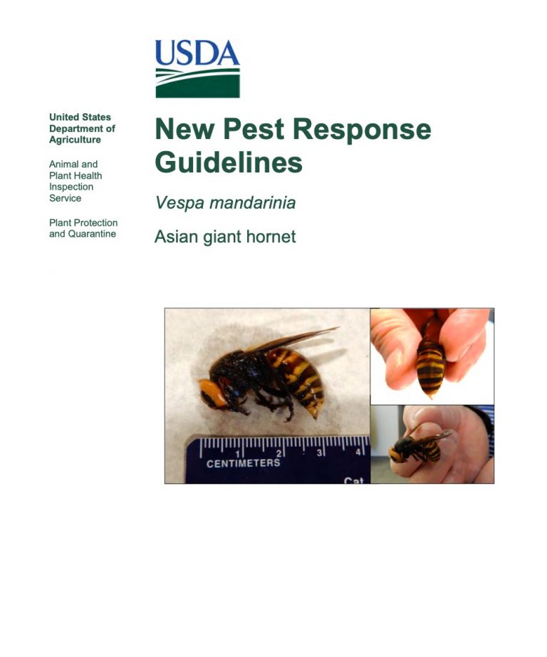 6 Things to Know About The Asian Giant Hornet - Insect Diagnostic Lab