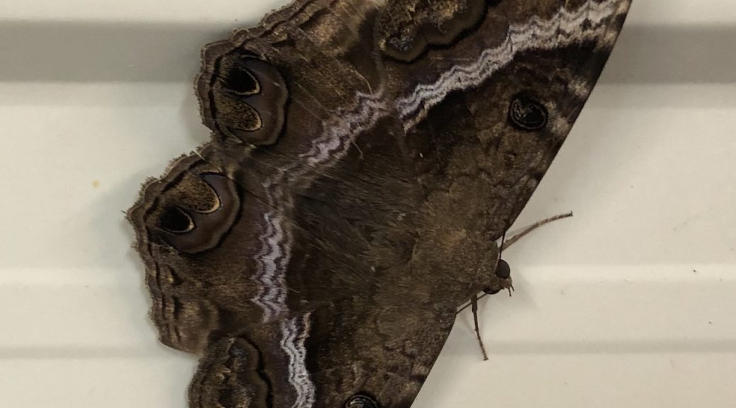 Riding the Wind: Storms Transport Rare Moths to Midwest