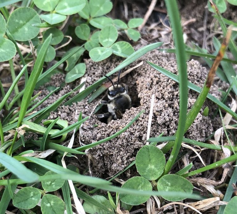 In Defense of Ground Bees - Insect Diagnostic Lab