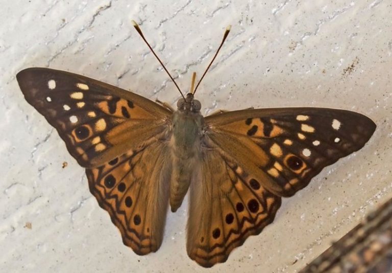 Hackberry Emperor Butterflies Take the Stage in Wisconsin