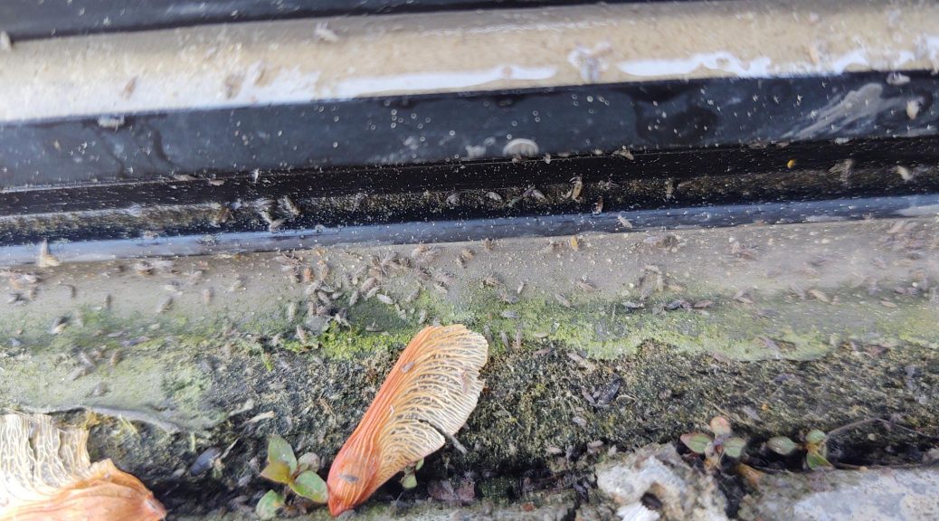 The Summer of Springtails in Wisconsin