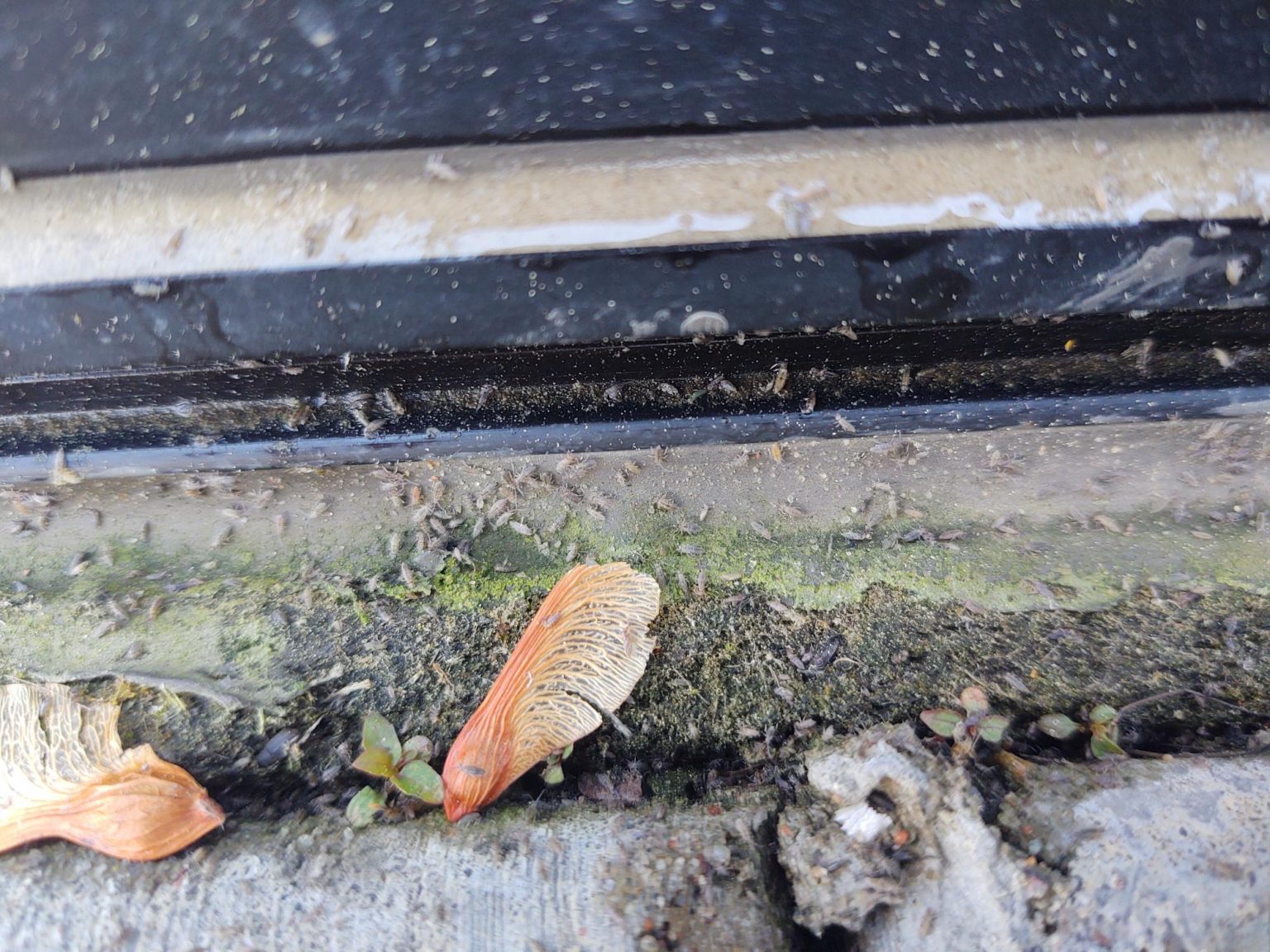 The Summer of Springtails in Wisconsin