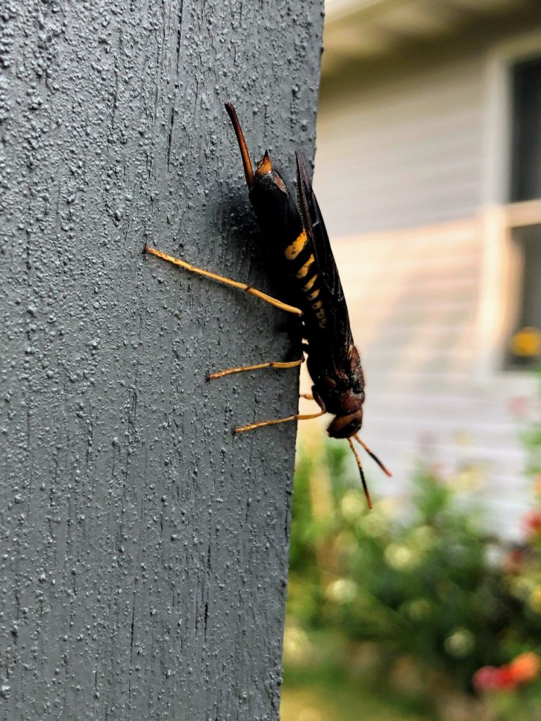Looking back at 2021 at the UW Insect Diagnostic Lab - Wisconsin Insect ...