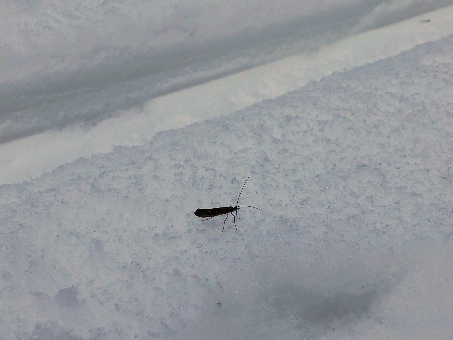Insects on the Snow in the Midwest