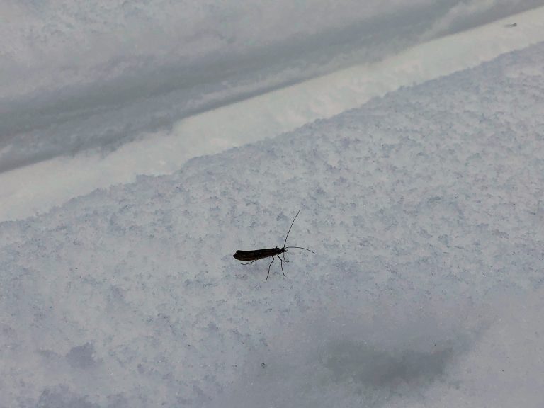 Insects on the Snow in the Midwest