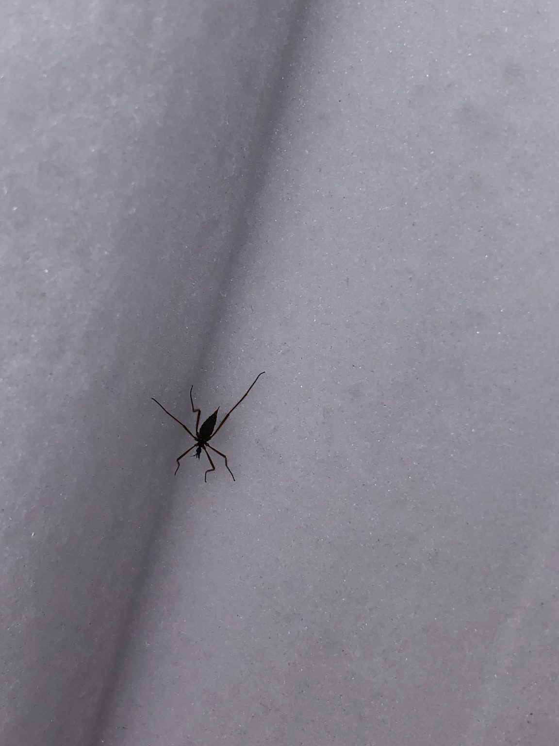 Insects on the Snow in the Midwest