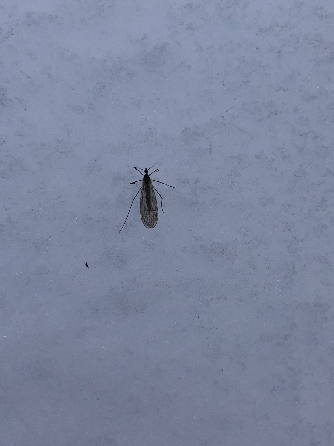 Insects on the Snow in the Midwest
