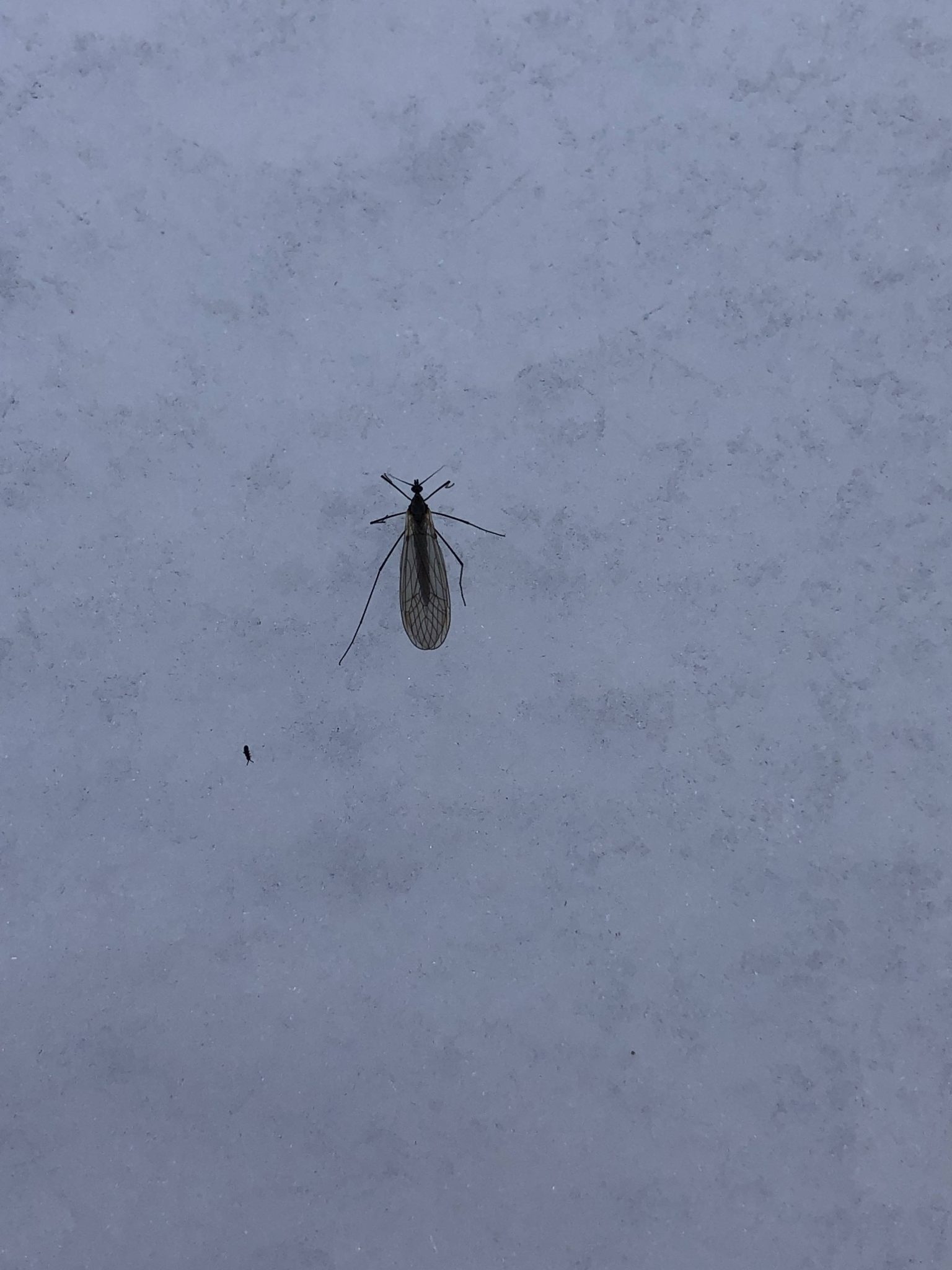 Insects on the Snow in the Midwest