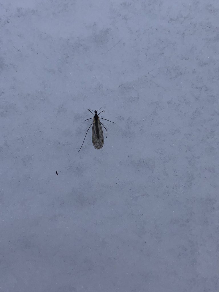 Insects on the Snow in the Midwest