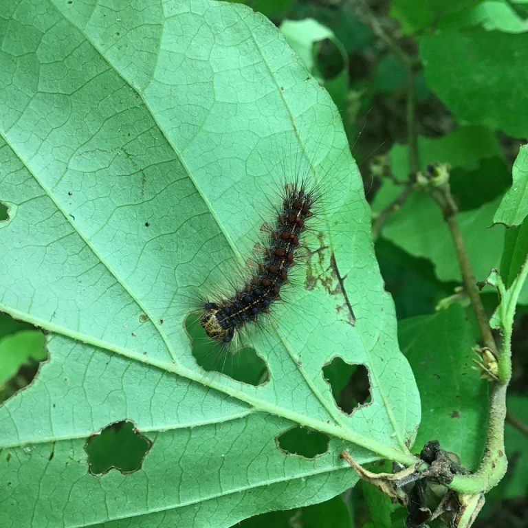 Caterpillars Archives - Insect Diagnostic Lab