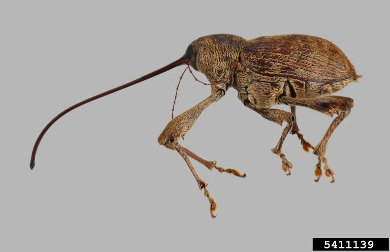 Wandering Weevils: Summertime Visitors - Insect Diagnostic Lab