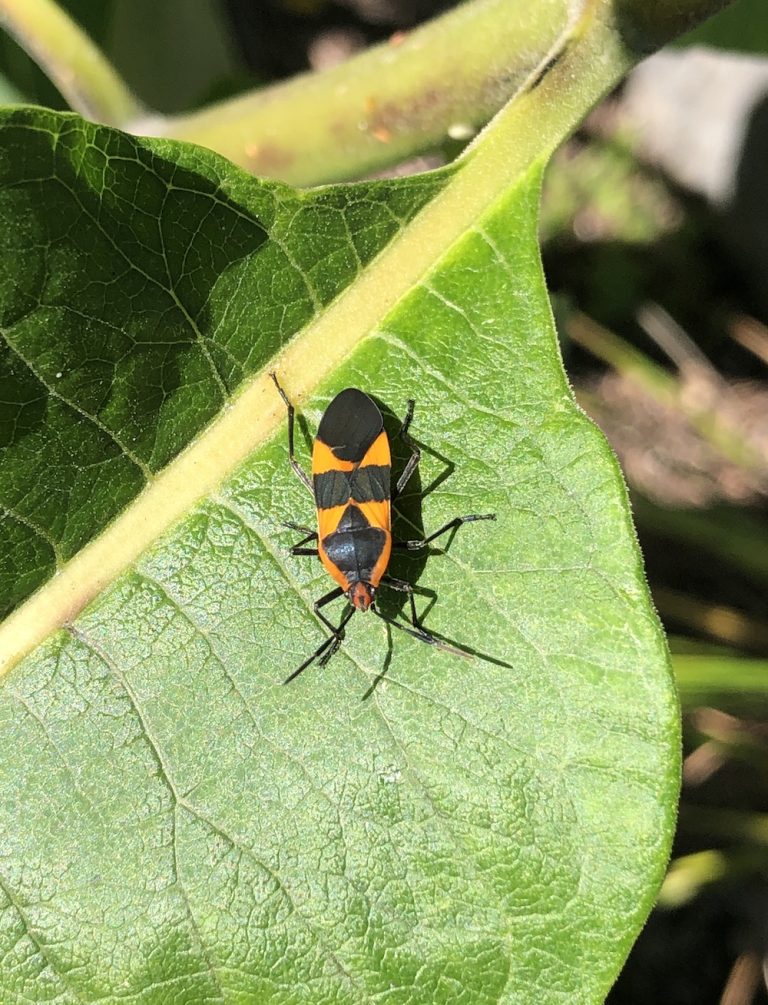 Large Milkweed Bugs: Featured Fall Insect - Insect Diagnostic Lab