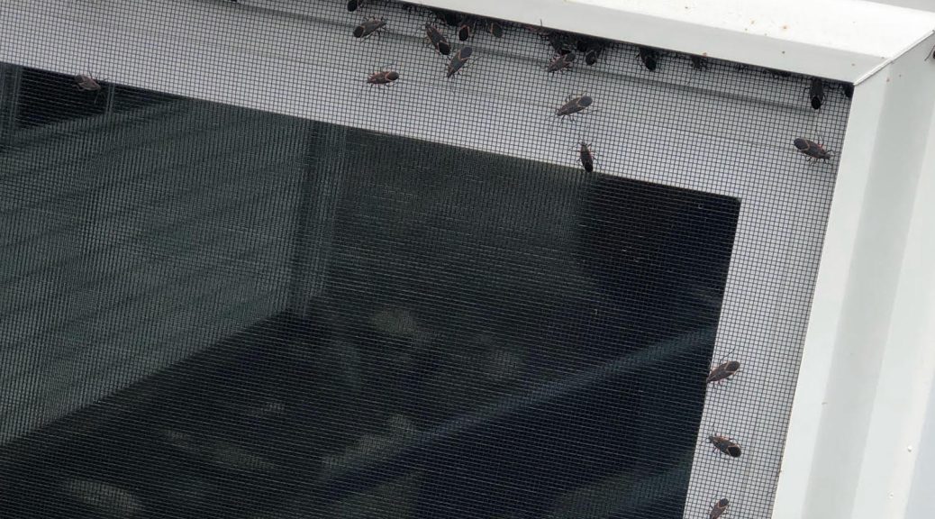 Boxelder Bugs: Back in the Mix - Insect Diagnostic Lab