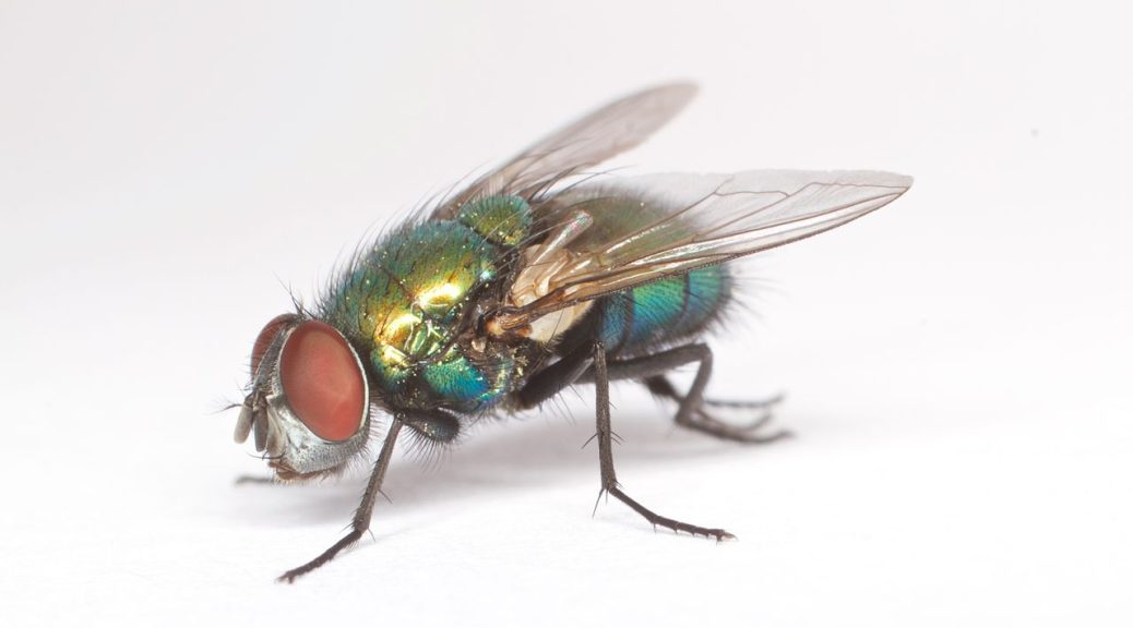 Blow Flies (Calliphoridae) Indoors - Insect Diagnostic Lab
