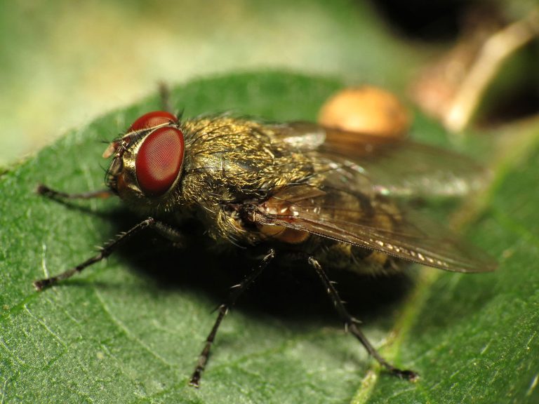 Blow Flies (Calliphoridae) Indoors - Insect Diagnostic Lab