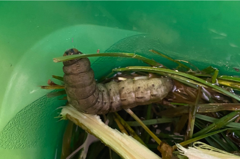 Snow Falling on Cutworms - Caterpillars on the Snow