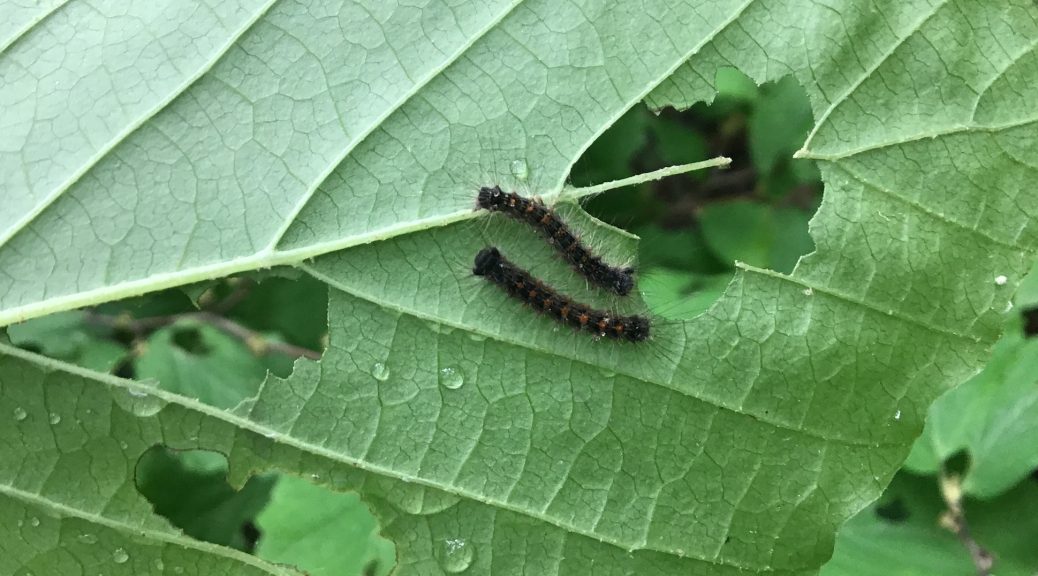 UW Insect Diagnostic Lab - Wisconsin Insect Identification