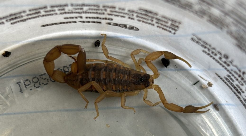 UW Insect Diagnostic Lab - Wisconsin Insect Identification