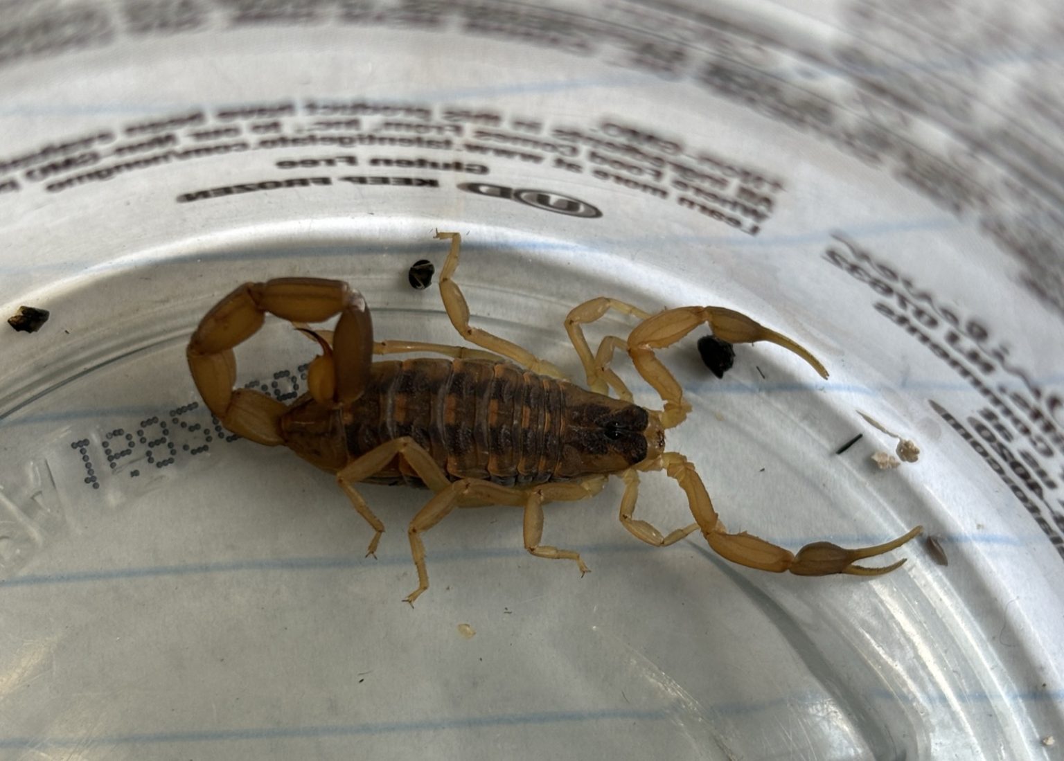 Scorpion Hitchhikers in Wisconsin - Insect Diagnostic Lab